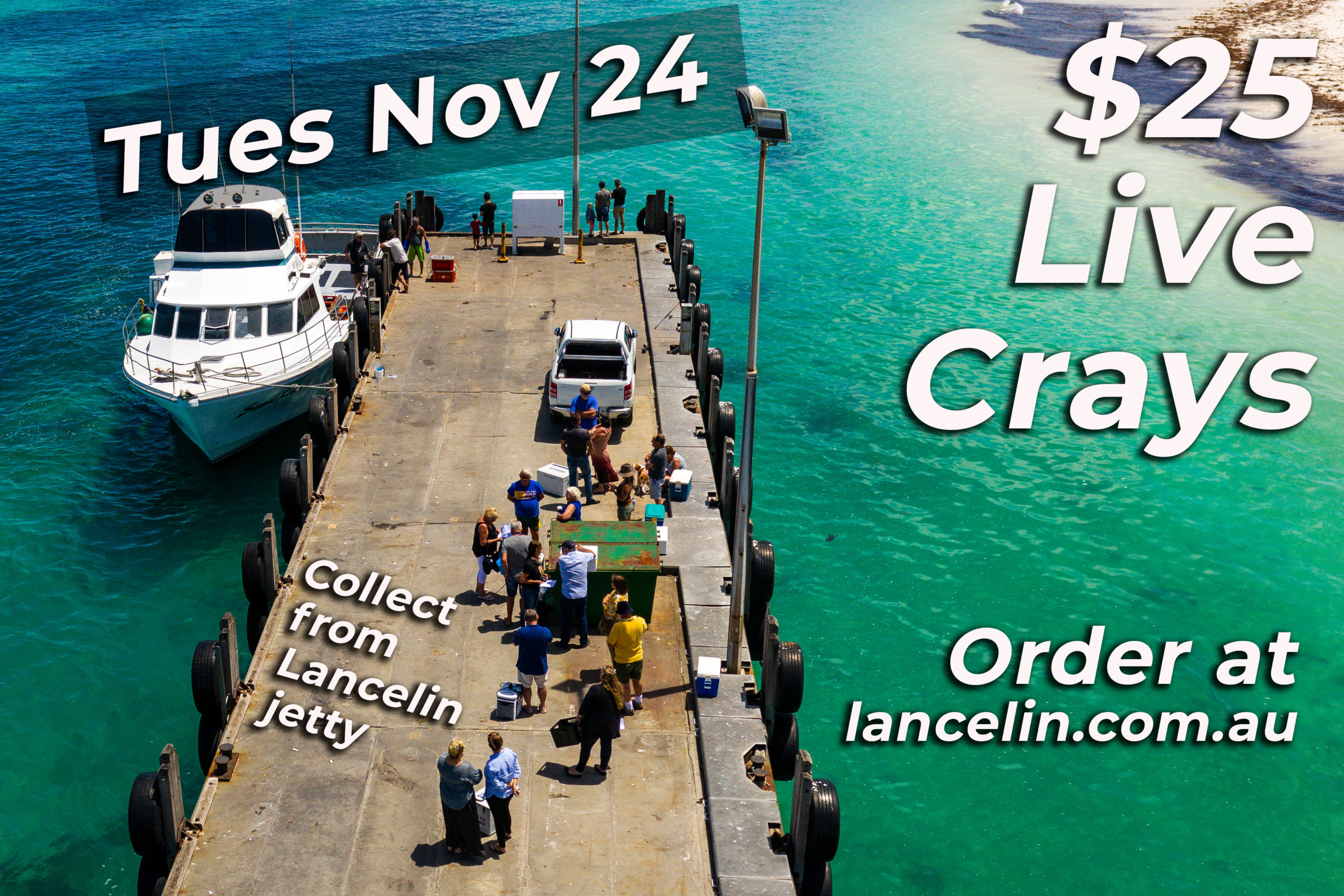 $25 LIVE CRAYS FROM THE JETTY | Lancelin.com.au